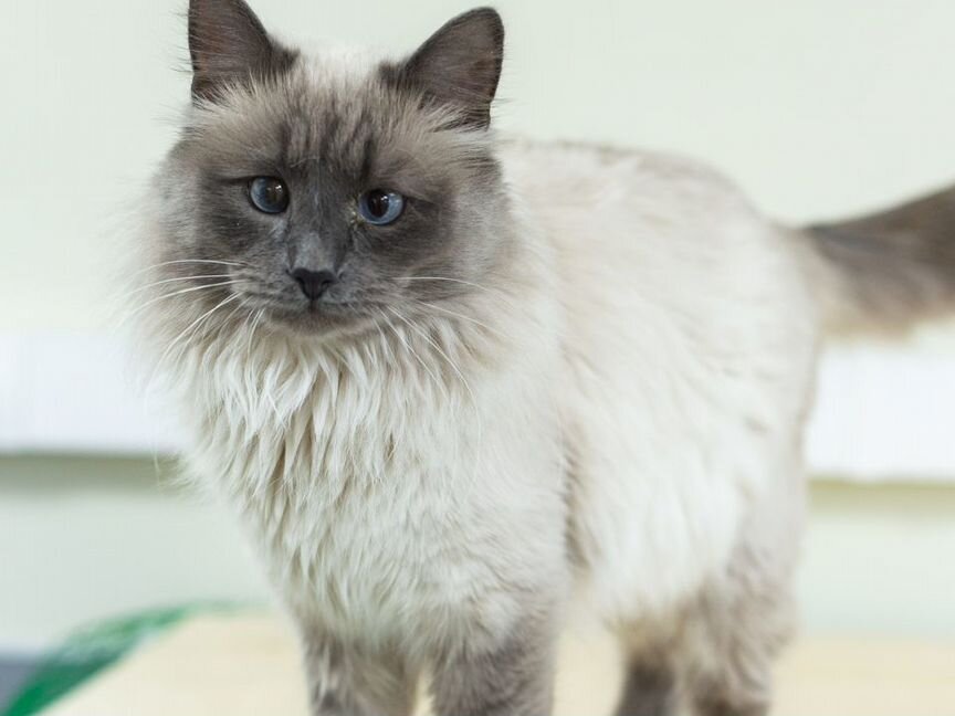 Космический кот Элвис