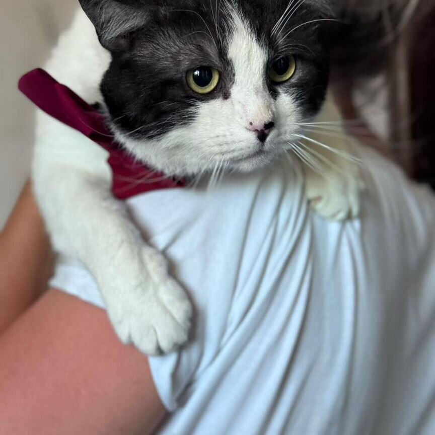 После потери хозяина котик оказался в приюте