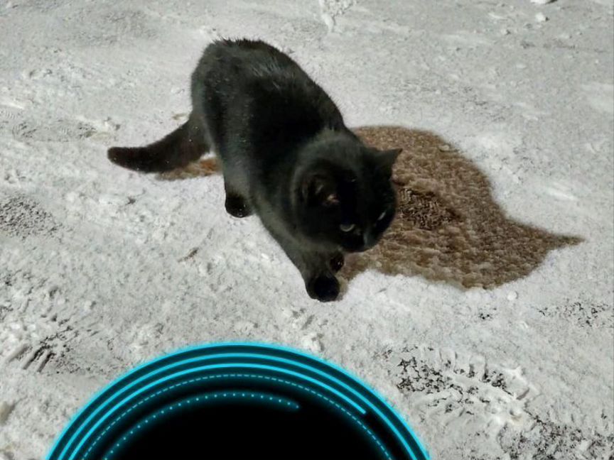 Найдена кошка