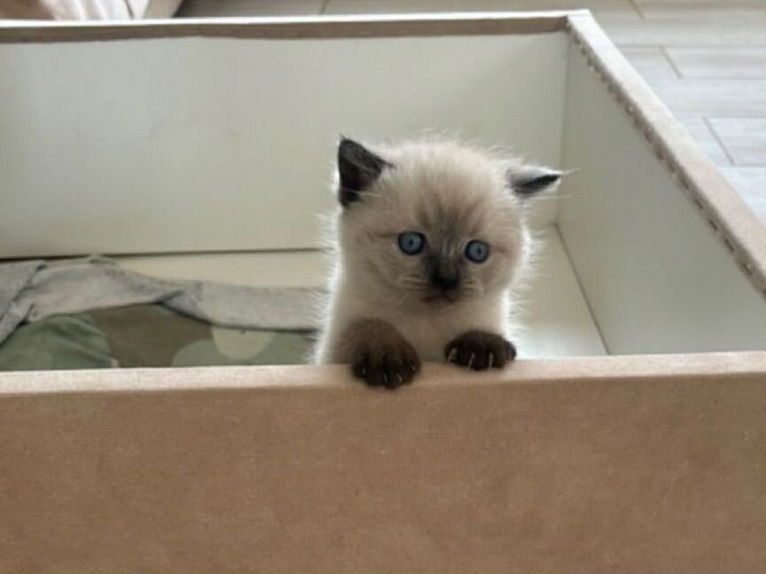 Сиамский котеной