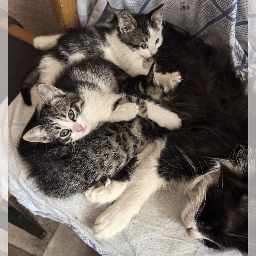 Котята