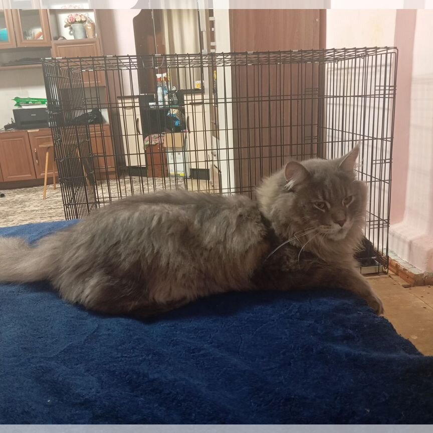 Мейн-кун котёнок