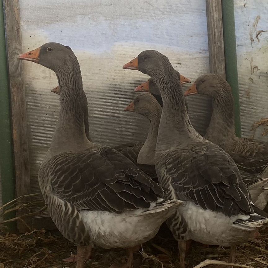 Гуси на племя