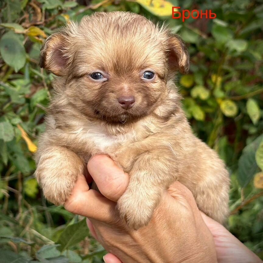 Чихуахуа щенки