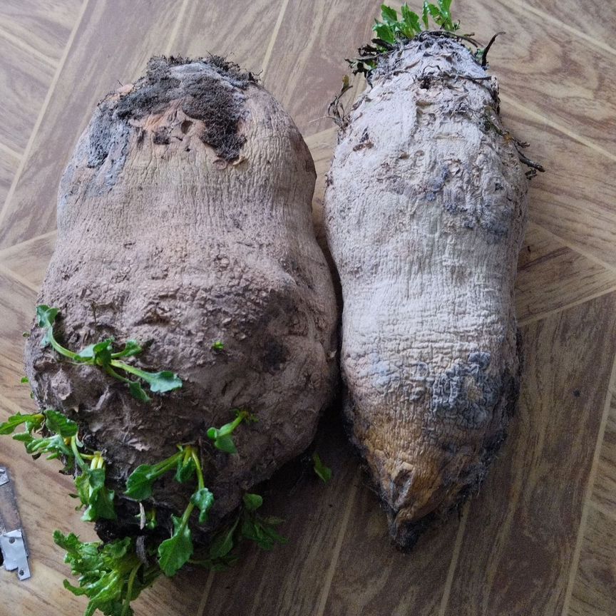 Свекла кормовая