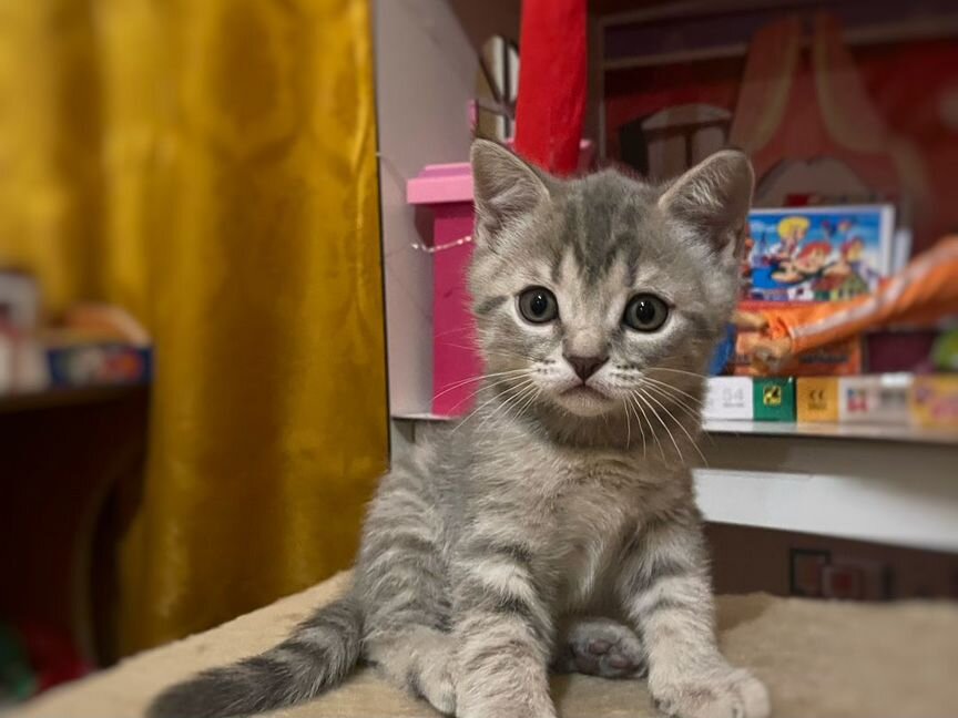 Британские котята табби