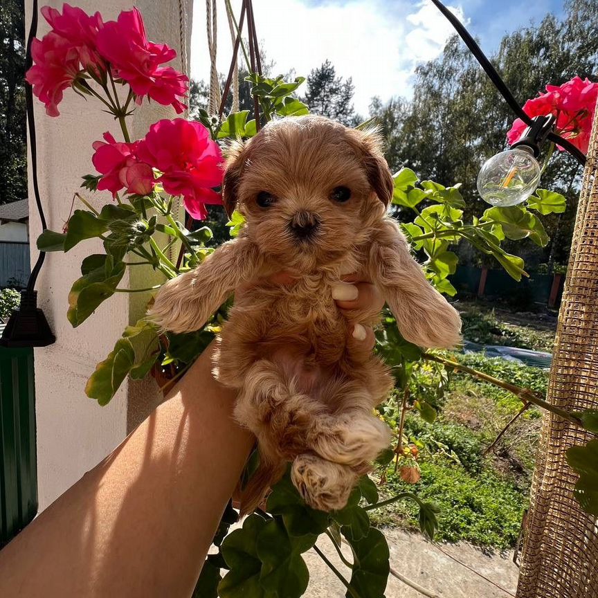 Мальтипу щенок мальчик F1