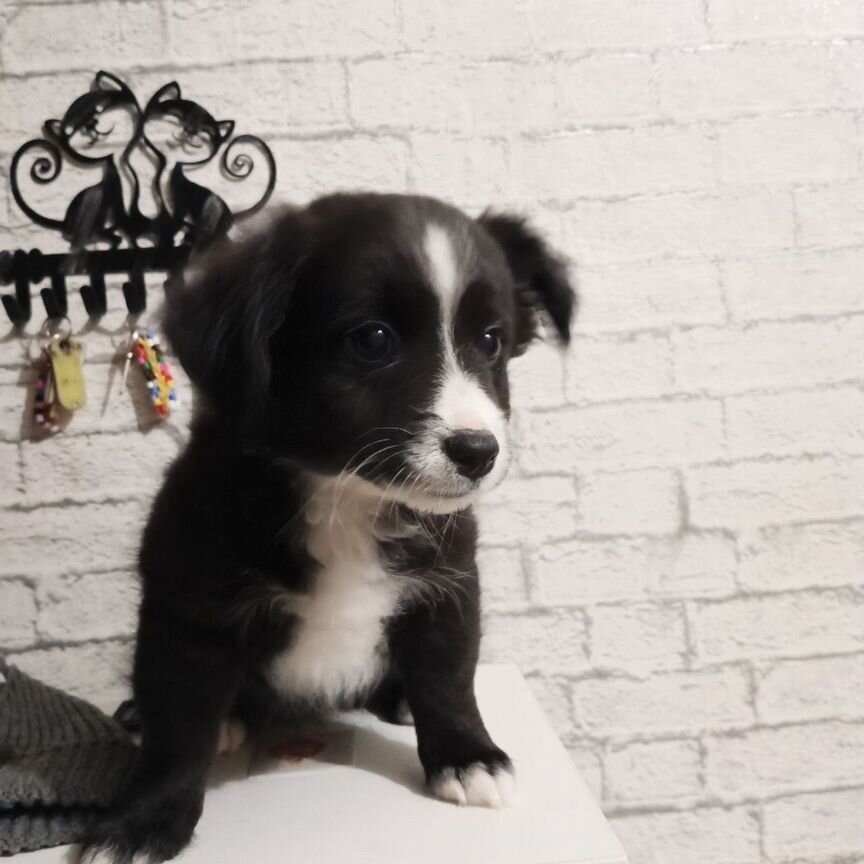 Щенки в добрые руки девочки