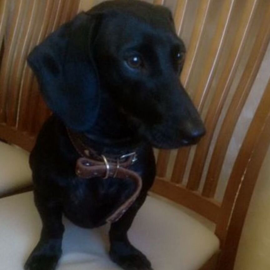 Такса в добрые руки девочка