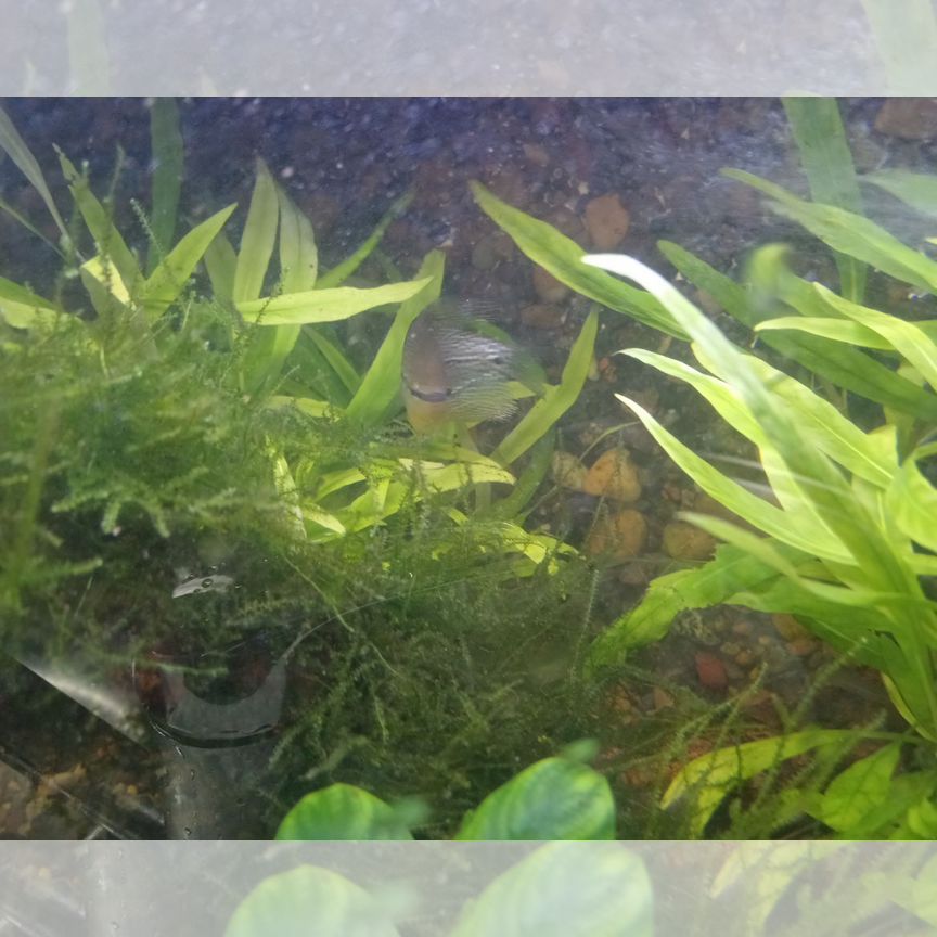 Аквариумные растения, мох для аквариума