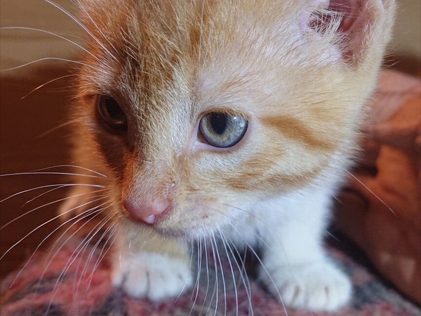 Котёнок. Котёночек. Котейка