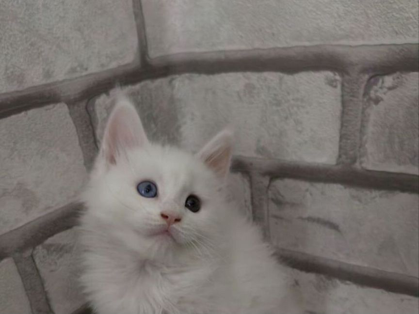 Чистокровная кошечка мейн-кун