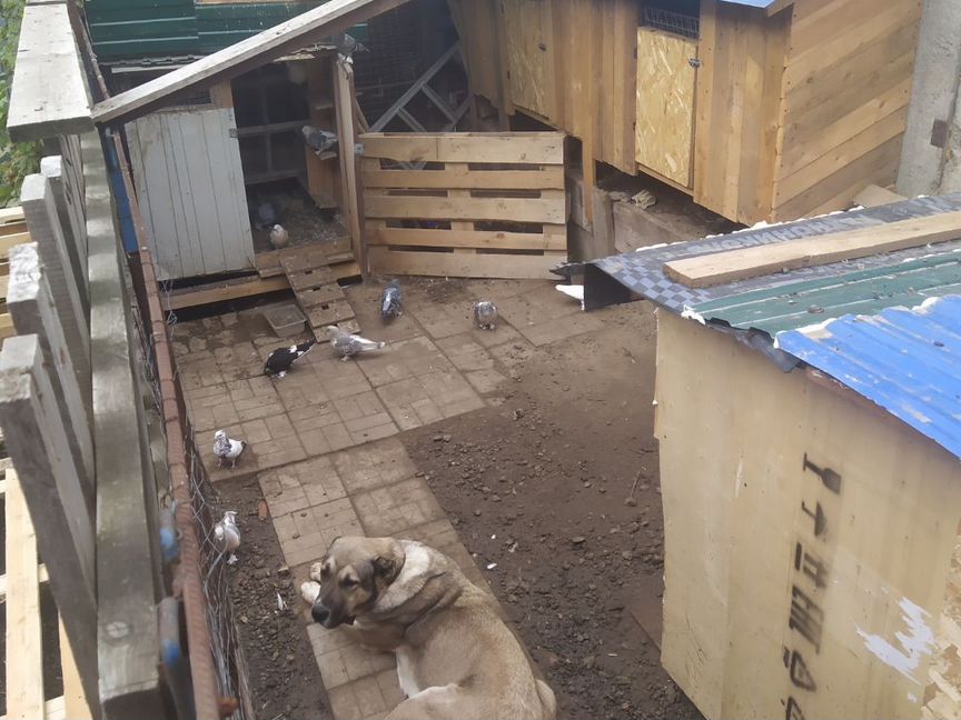 Бакинские бойные голуби