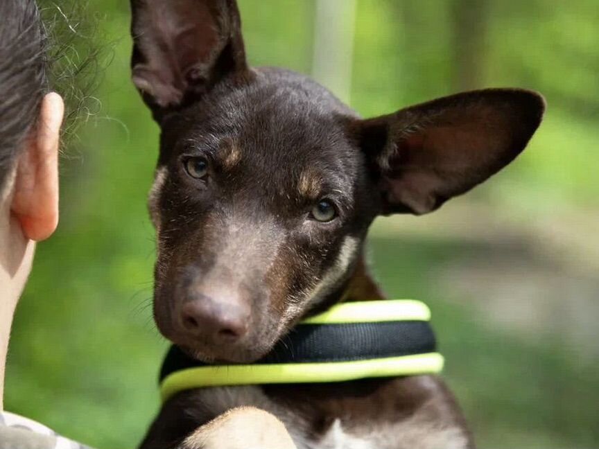 Щенок ищет дом