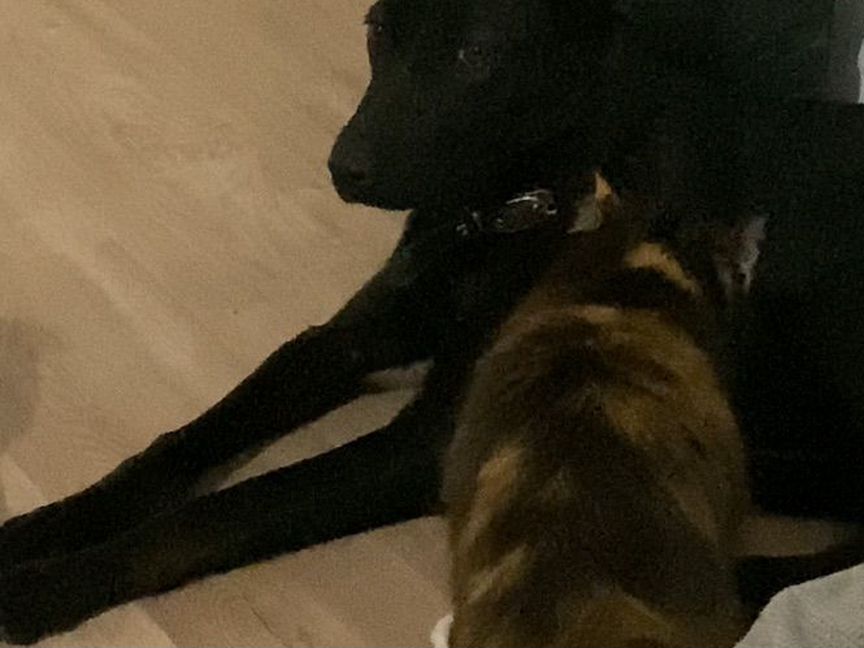 Собака найдена