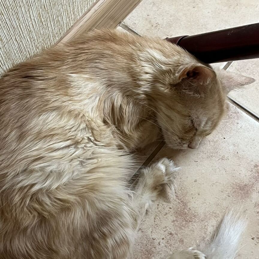 Рыжая кошка девочка