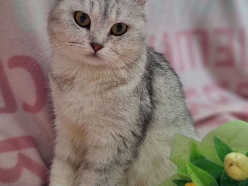 Красивая кошка