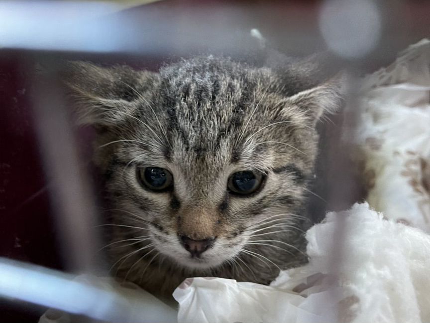 Бездомыш малыш ждет маму и папу