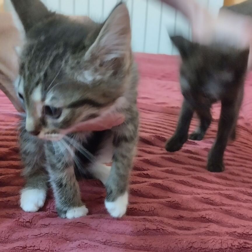 Отдам котят в добрые руки