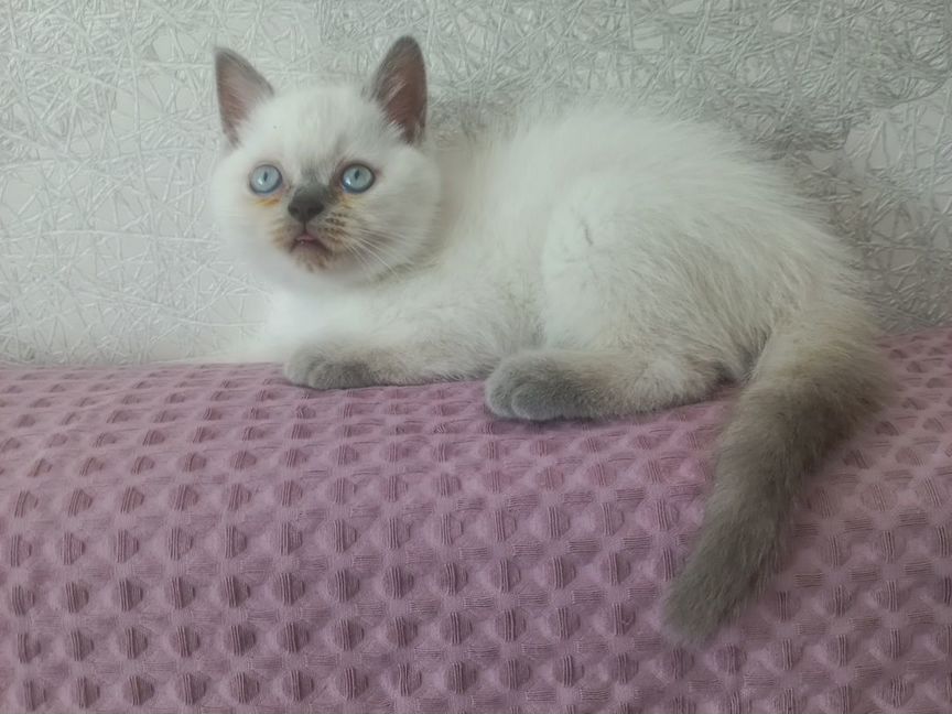 Продается шотландский котик