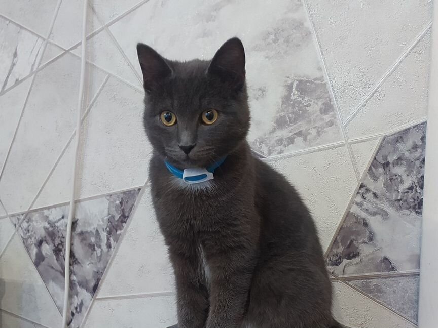 Котик в добрые руки
