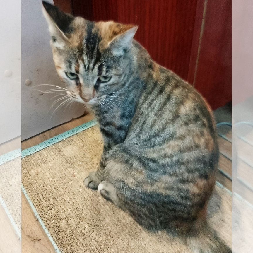 Взрослая кошка в добрые руки