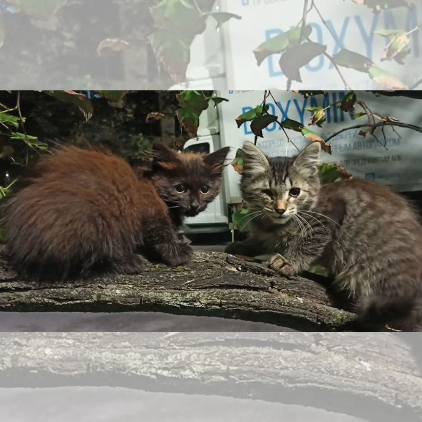 Котята у дороги. Хотят домой