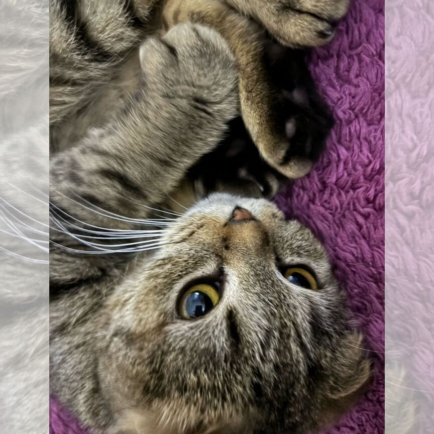 Кошка для вязки шотландка