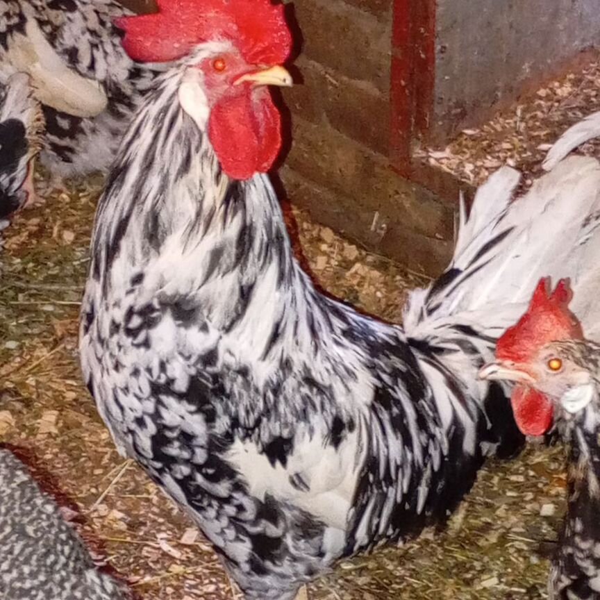 Молодые петухи