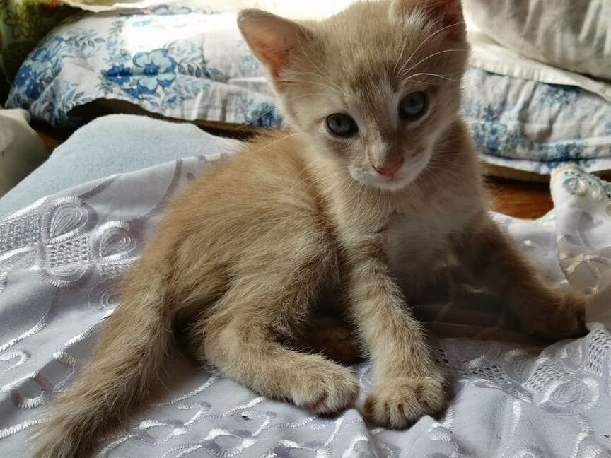 Песочный игривый мальчик котёнок