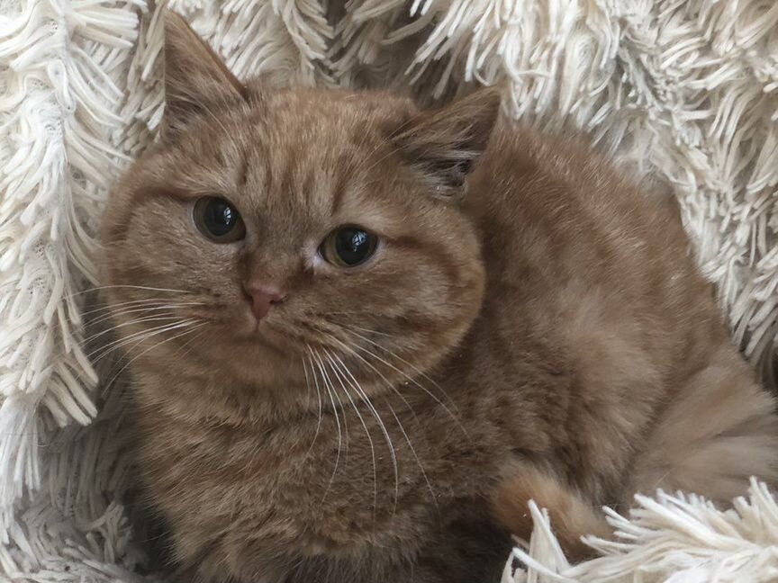 Кошка Шанти