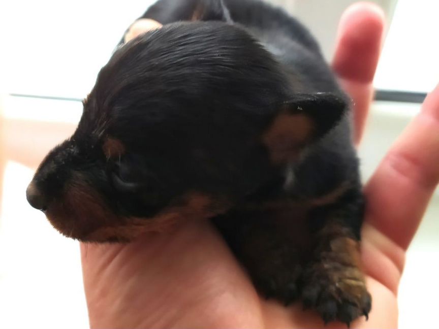 Цвенгпинчер