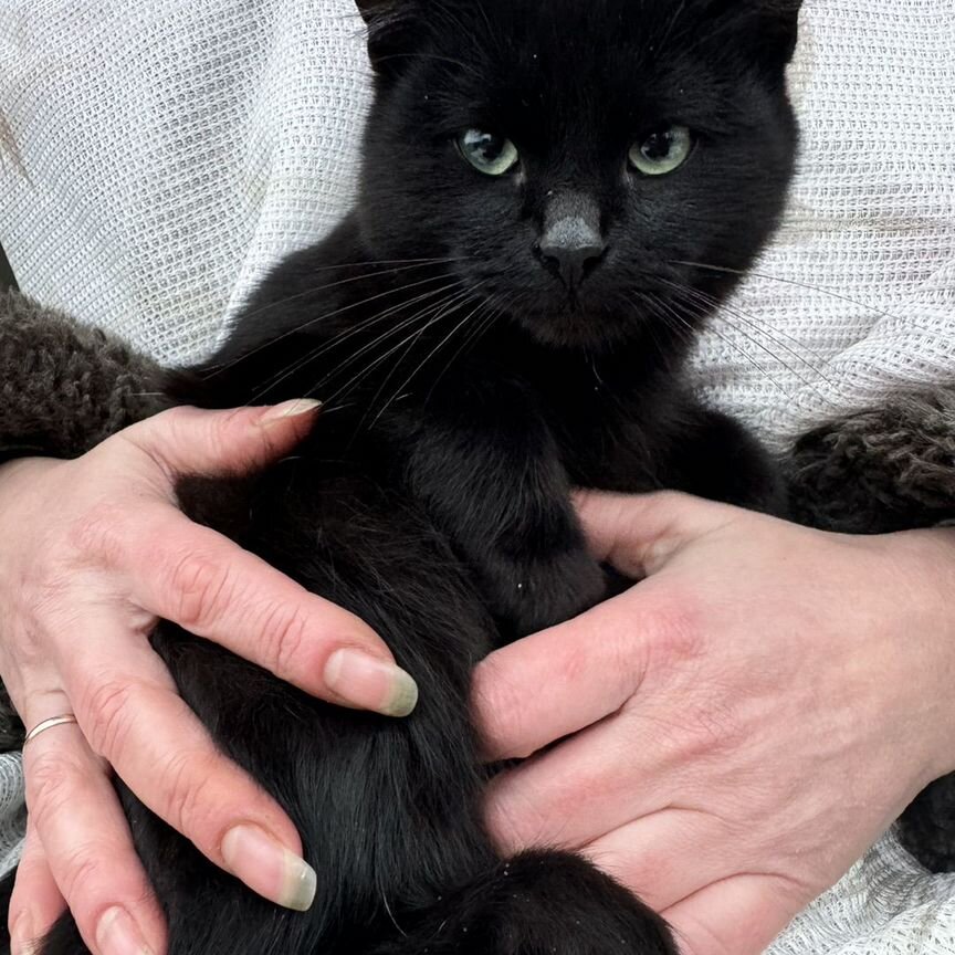 Черный котенок мальчик
