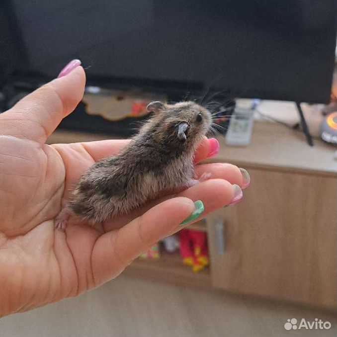 Джунгарский хомяк бесплатно