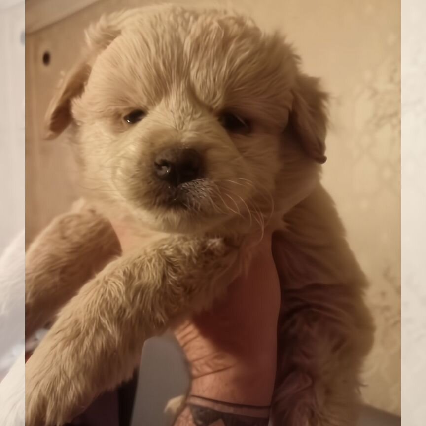 Щенок в добрые руки