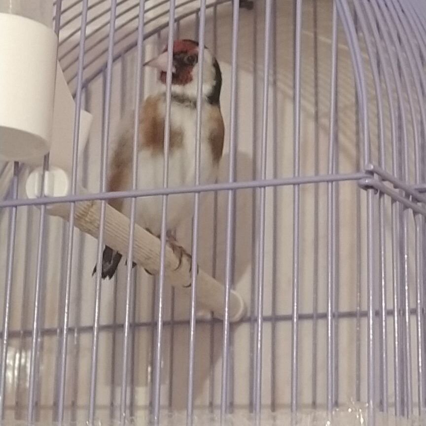 Щегол самец с Клеткой