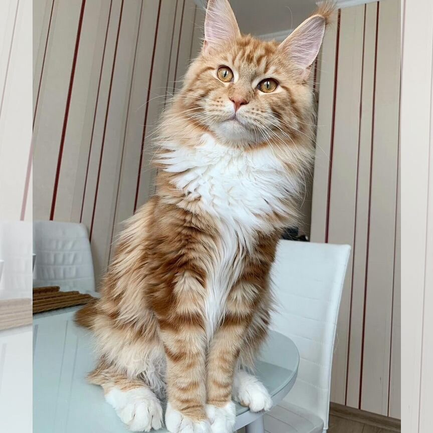 Мейн-кун котёнок