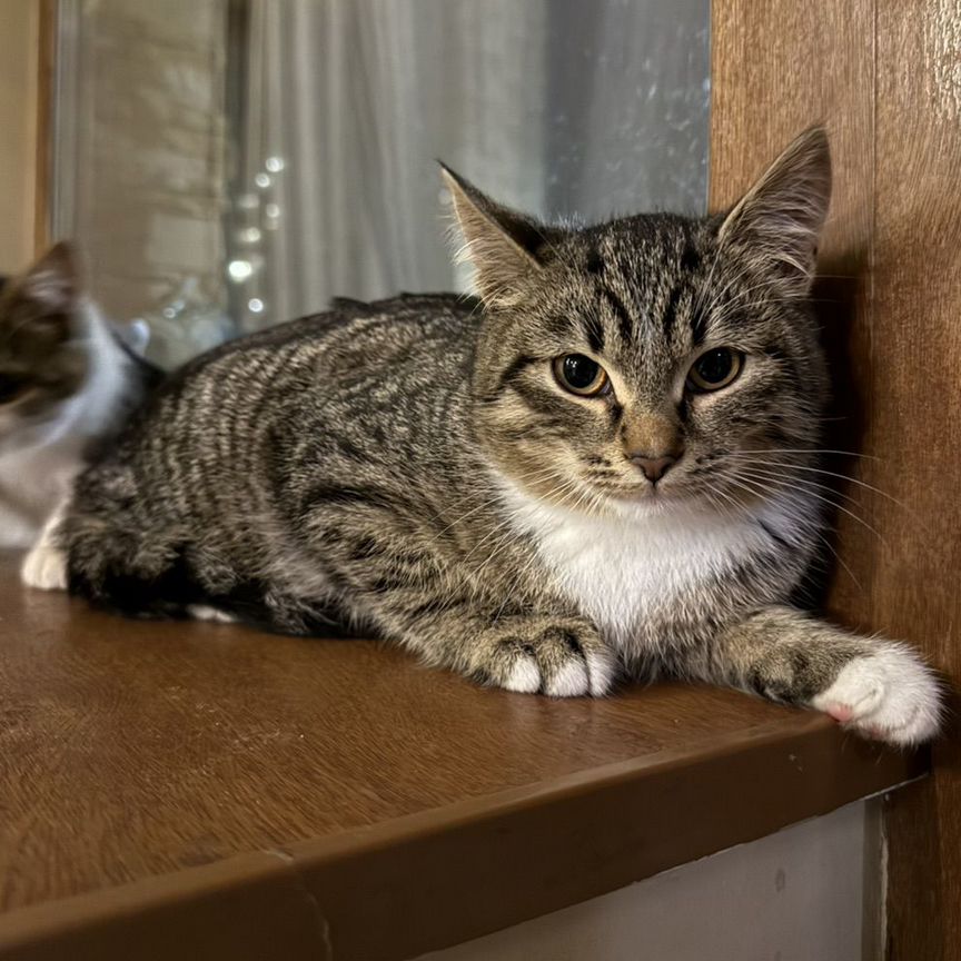 Котёнок в добрые руки