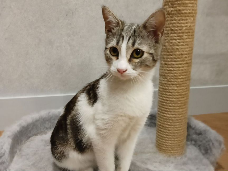 Нашли котёнка, девочка