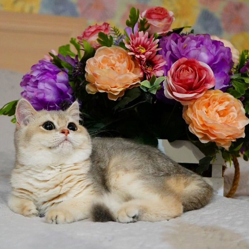 Шотландская принцесса