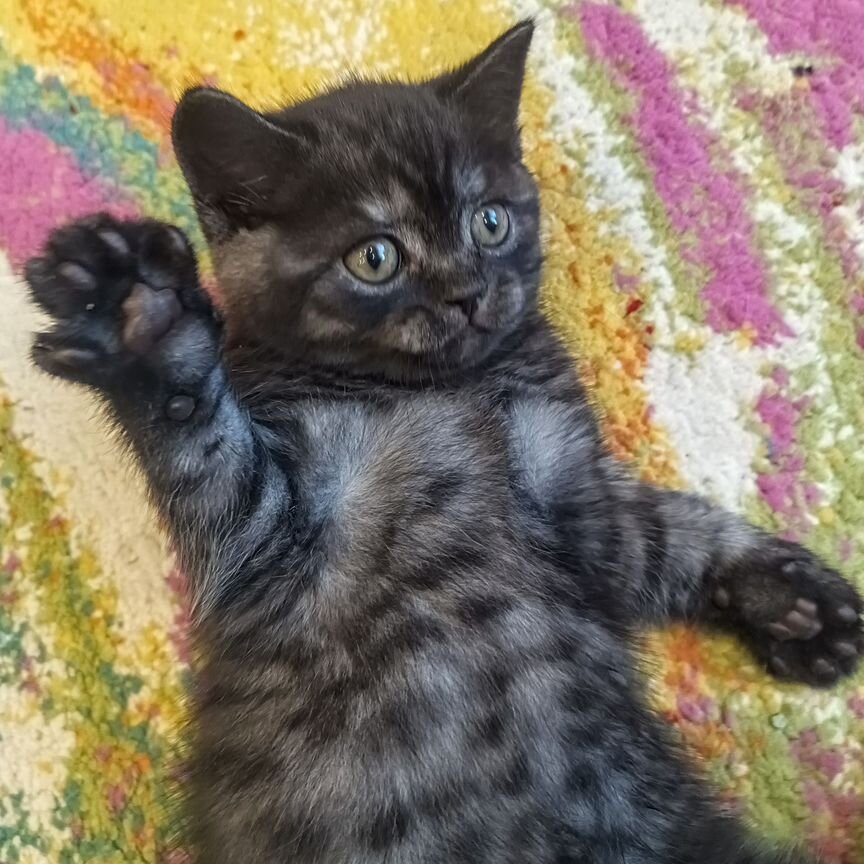 Шотландский прямоухий длинношёрстный котёнок