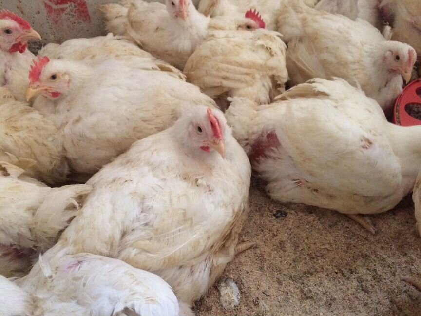 Куры бройлеры живым весом