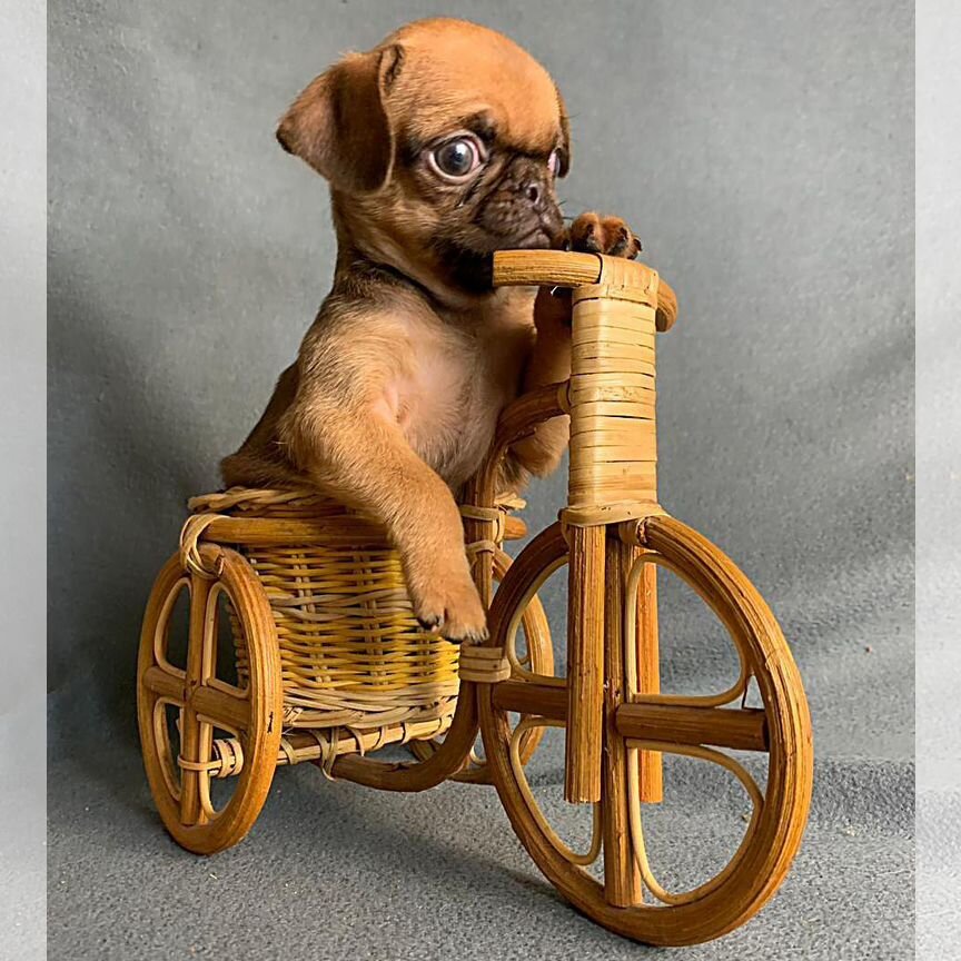 Пти-брабансон, щенок