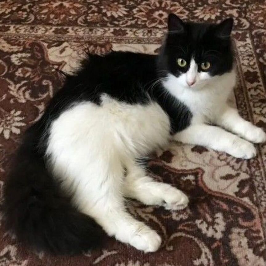 Взрослая кошка в добрые руки