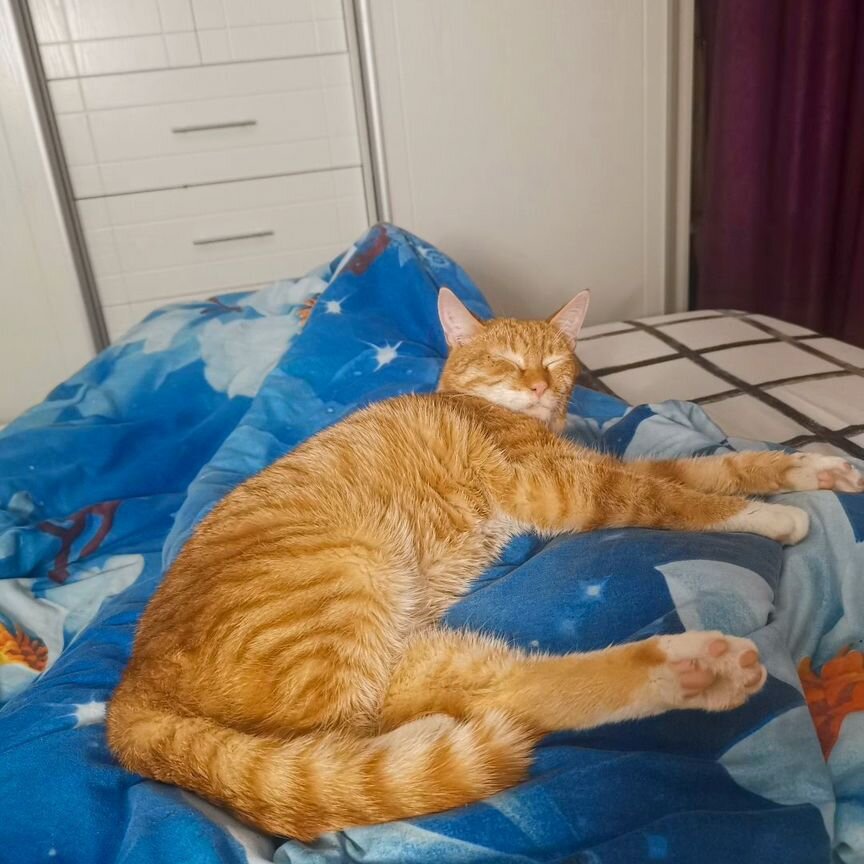 Рыжий ребёнок в добрые руки