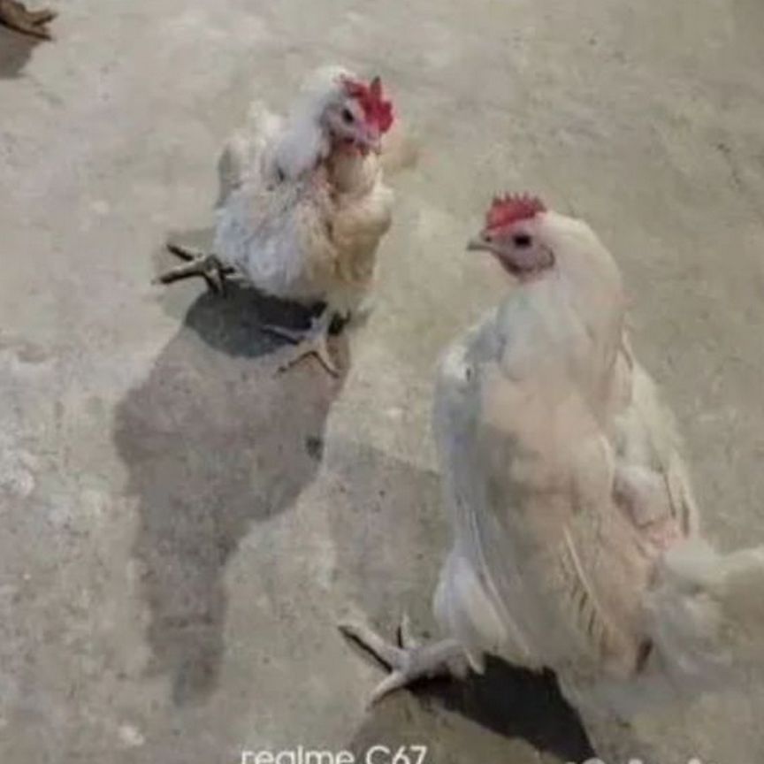 Куры несушки