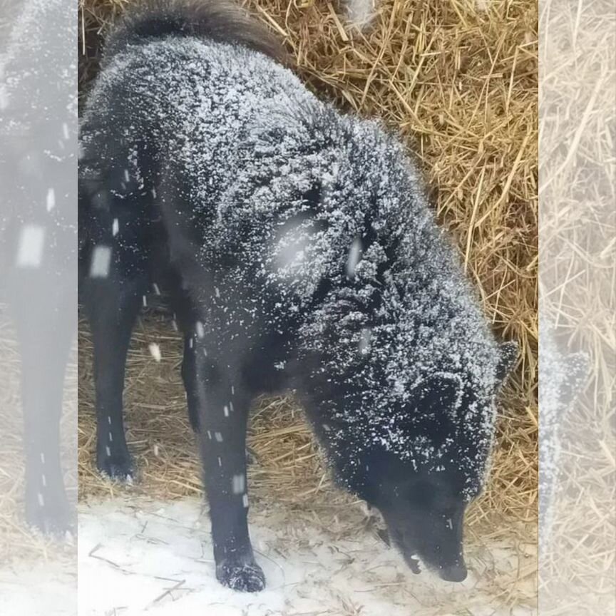Лайка, щенок