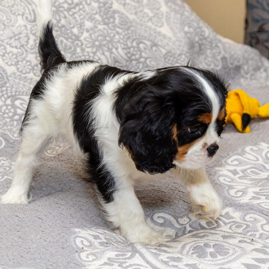 Кавалер кинг-чарльз-спаниель, щенок