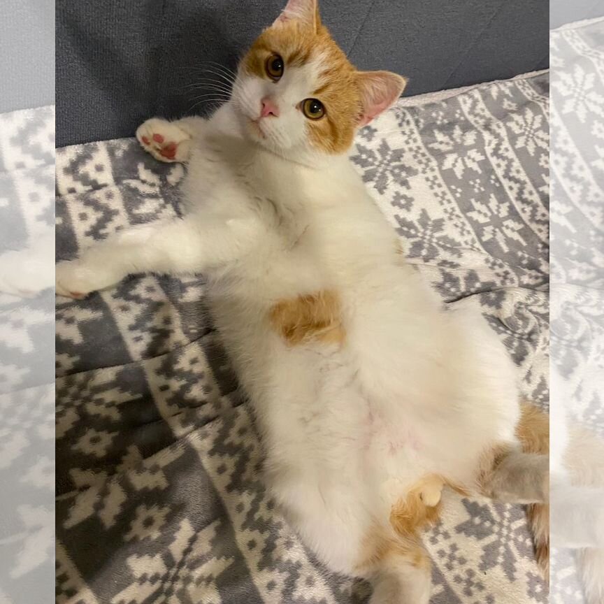 Котик мальчик 1 год ласковый