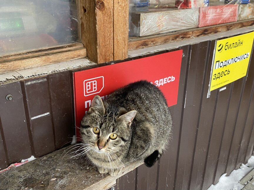 Кошечка замерзает
